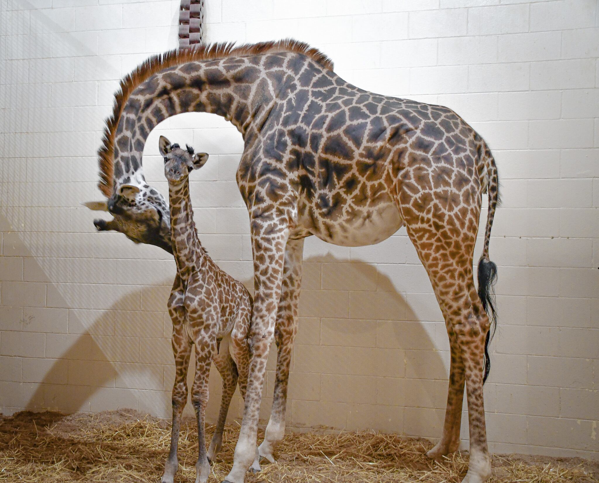 Louisville, it’s a girl! New Masai giraffe born at the zoo.