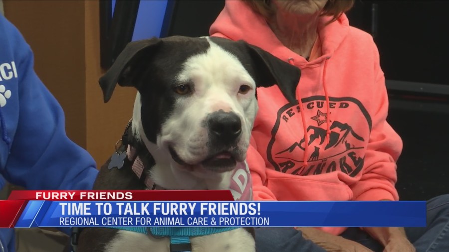 Furry friends: Mayce has so much love to give!