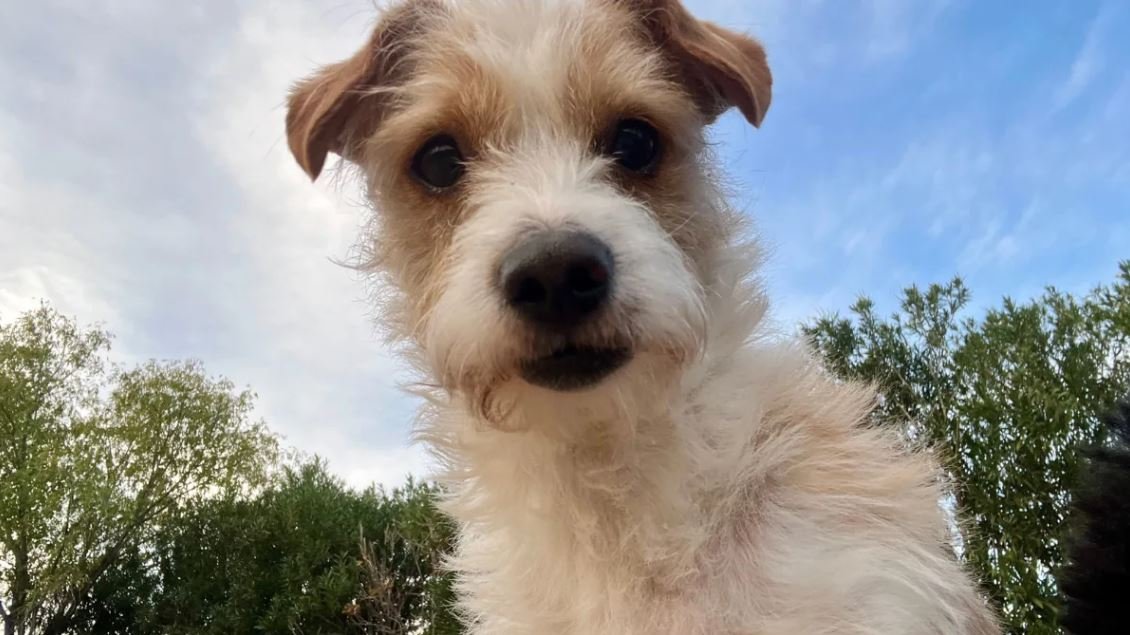 Adorable terrier mix has a rare coat pattern that looks split in half