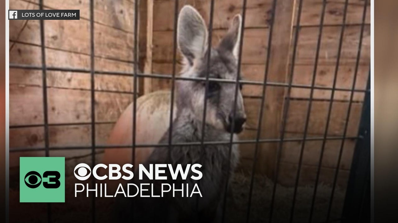 Escaped wallaby from Cape May County zoo recovered