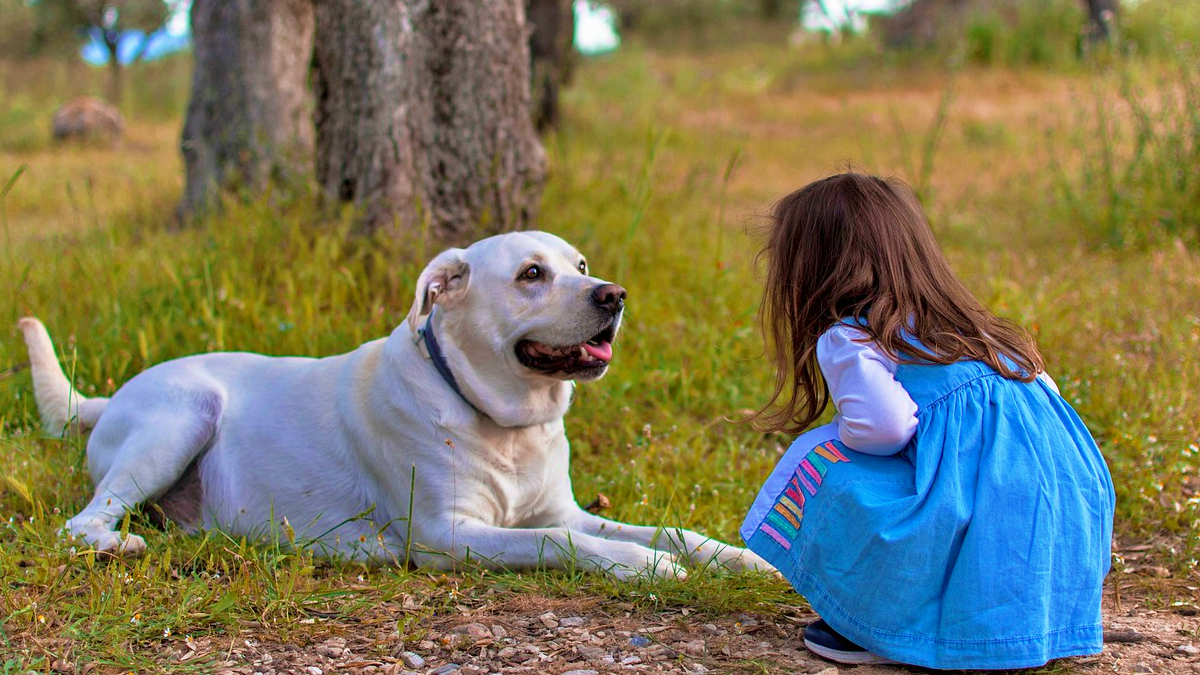 12 behaviors that show your dog may understand your emotions deeply