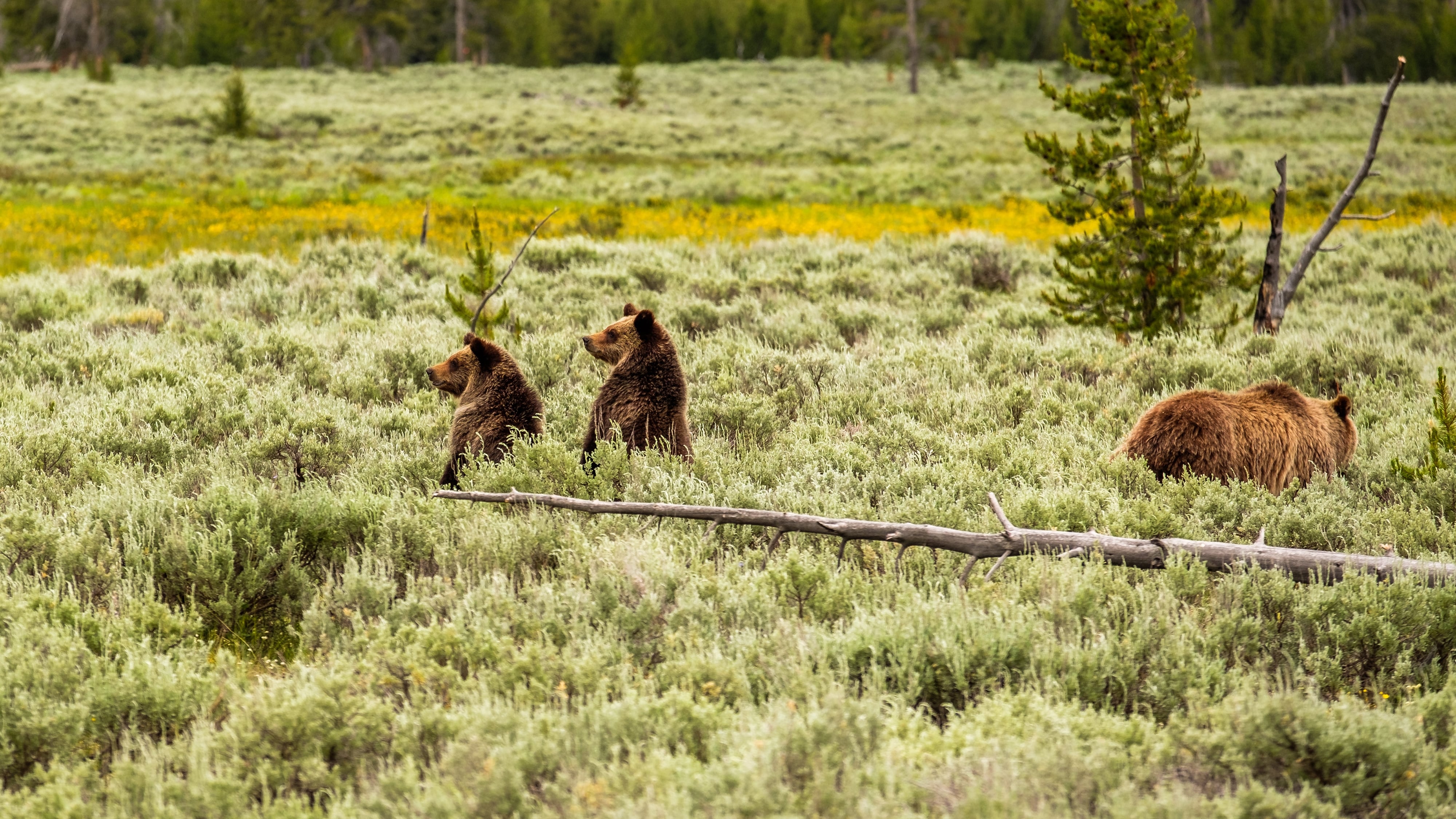 Hikers injured in Yellowstone bear attack