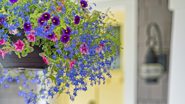 The tip you need to know to successfully grow flowers in hanging baskets