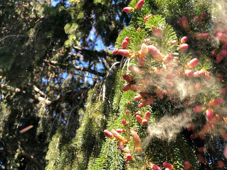 Pollen allergies are brutal this year – a doctor explains why, and how ...