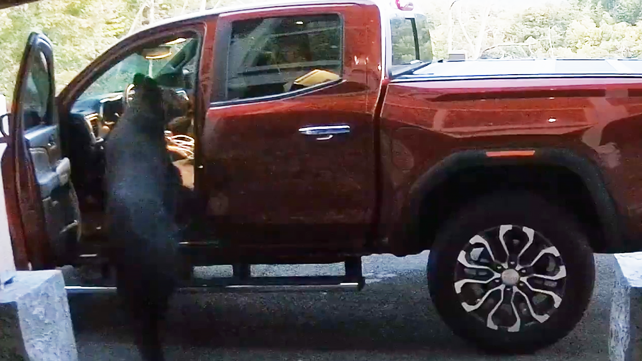 Black bear family enters unlocked truck