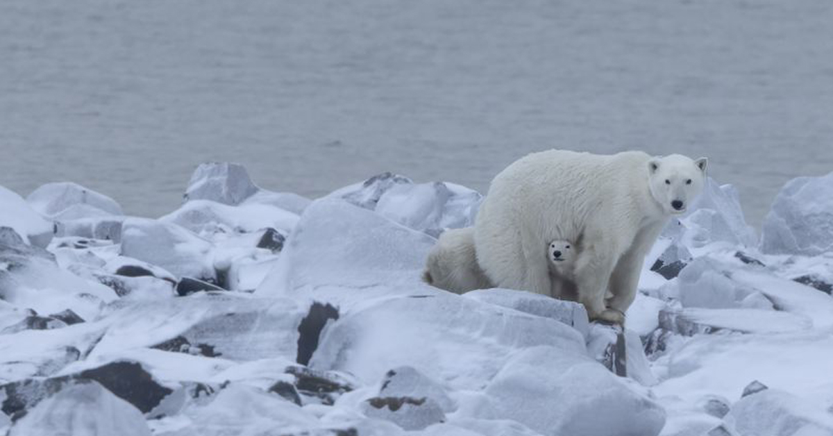 Mama polar bear adopts cub in the wild, shocking scientists in rare ...