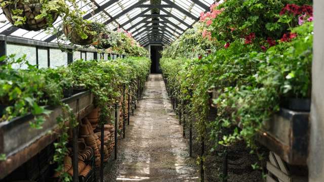 Do not buy outdoor plants until you check the tag, warns shopper