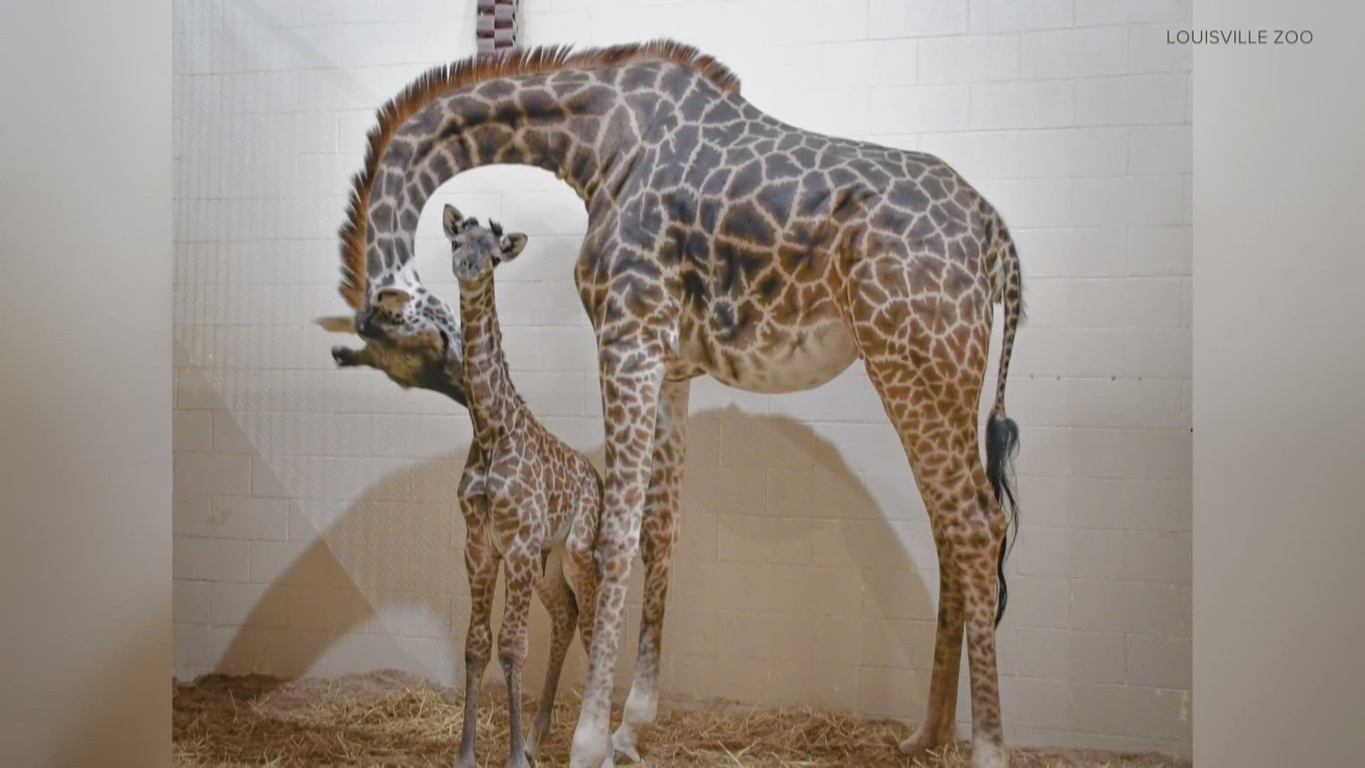 Baby giraffe born at the Louisville Zoo