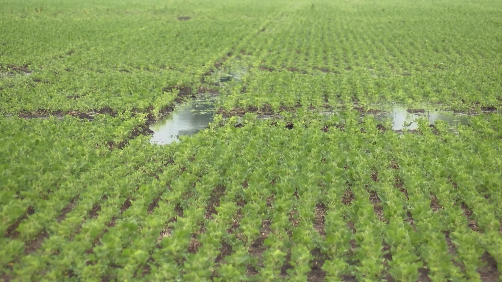 Recent rain brings relief to drought-stricken farmers, but more is needed