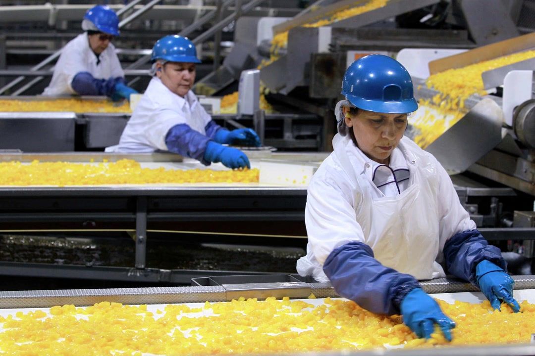 California farmers to destroy 420,000 peach trees following Del Monte ...