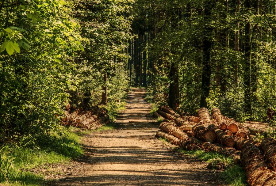 Human remains found in Rutland County forest