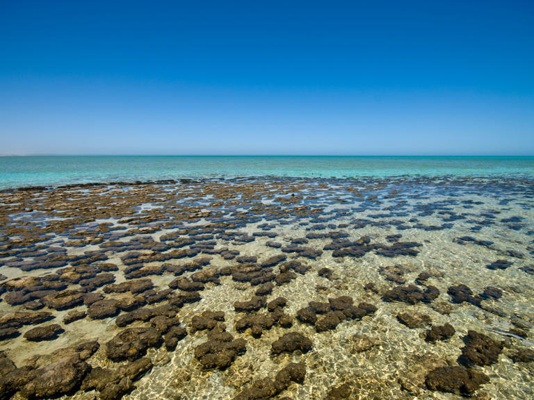 New $4.6m Shark Bay boardwalk announced for viewing stromatolites