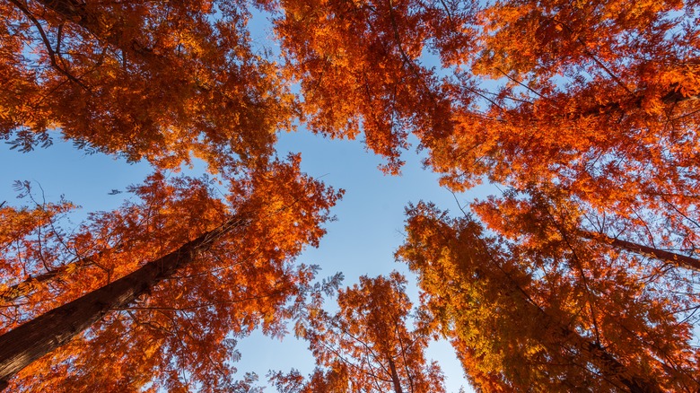 15 trees you can plant that will grow super tall