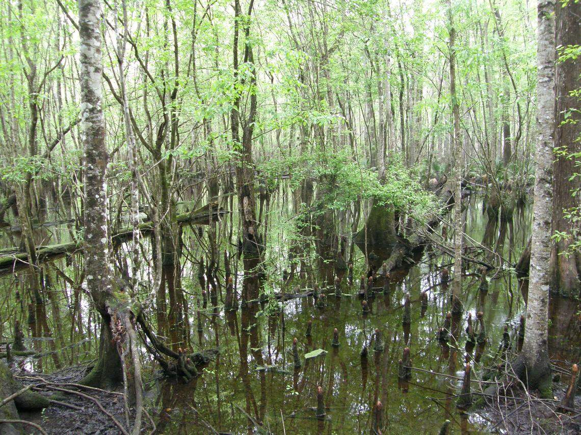 SC preserve recognized for extensive forest, diverse range of plants ...