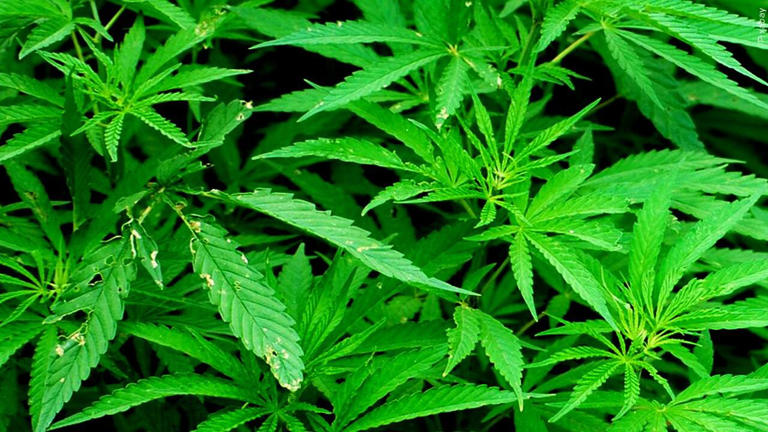 Voluntary recall issued for contaminated marijuana sold in Colorado ...