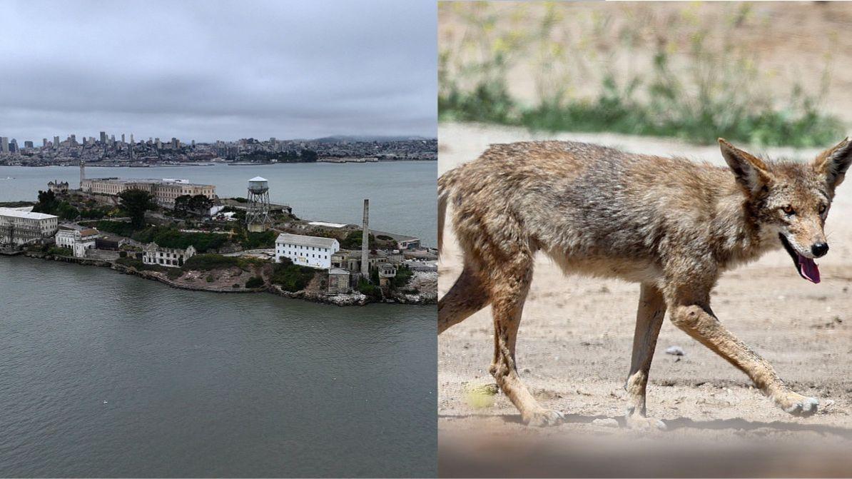 Researchers Discover Where Coyote Who Made Epic Swim To Alcatraz Really