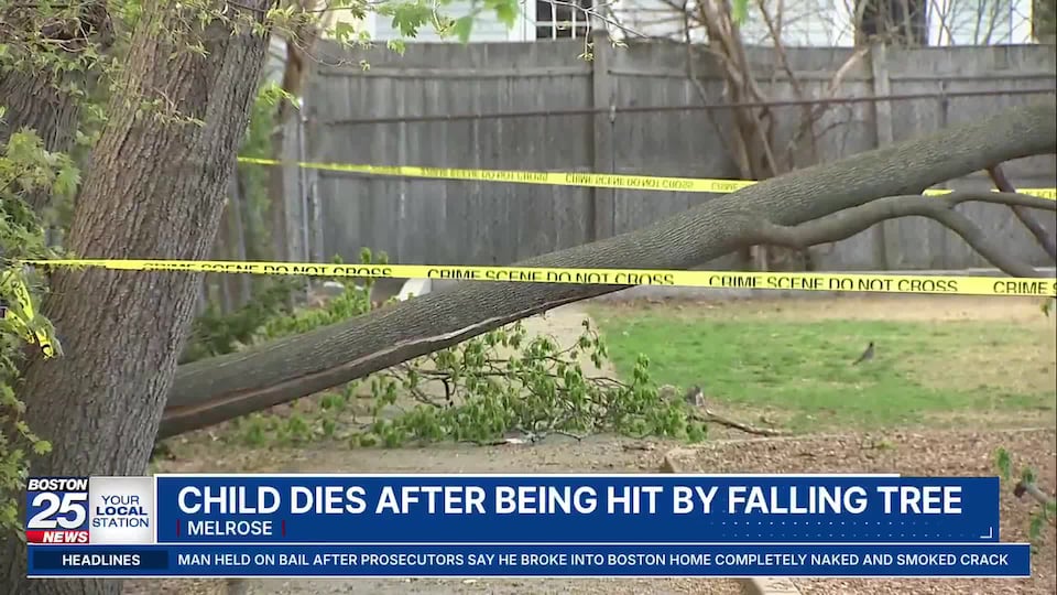 ‘It’s a shame’: Community members react after child struck by tree in ...