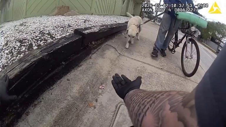 Watch: Florida officer buys protective boots for dog struggling to walk ...