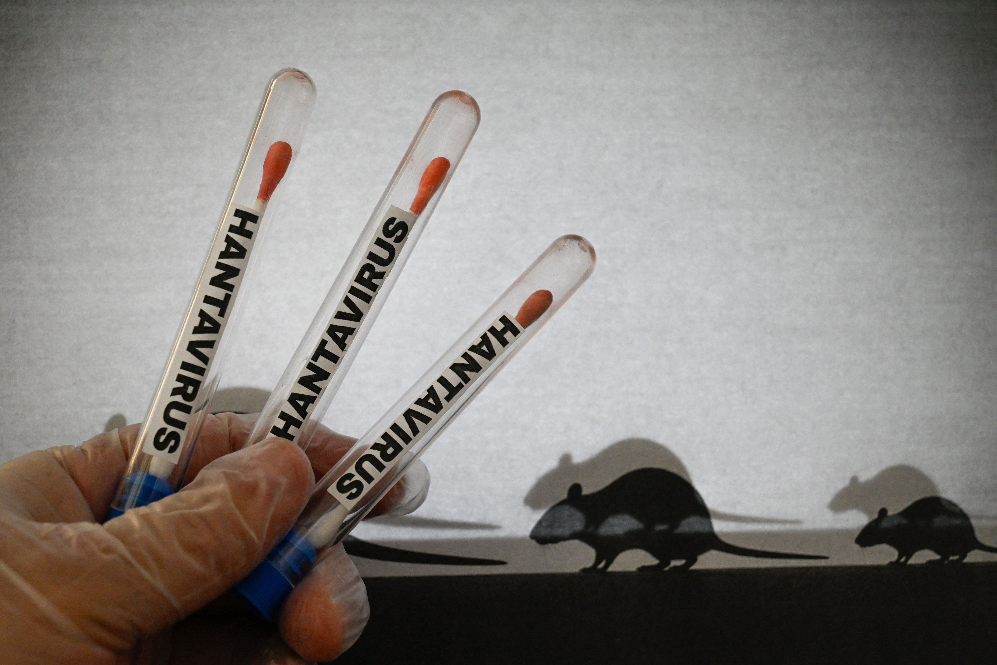 'Hantavirus is not Covid-19': WHO amid concerns over new pandemic scare