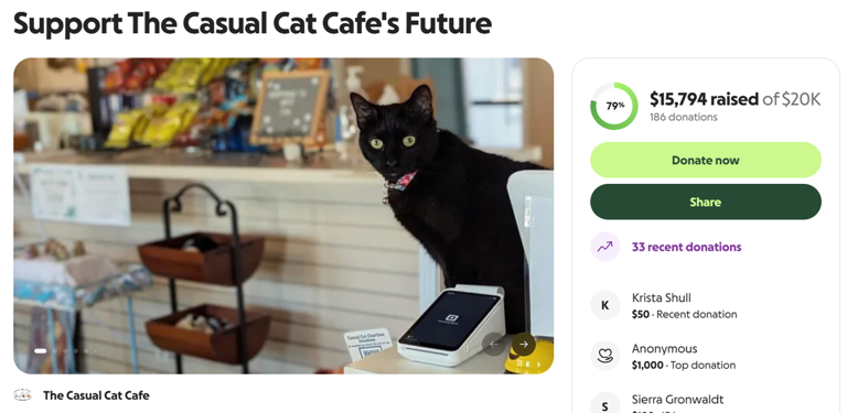The Casual Cat Cafe has helped find homes for 900 kitties. Now it may close