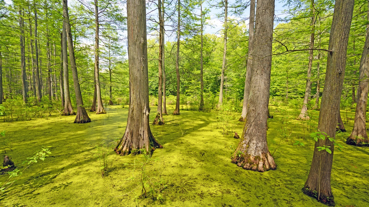 Southern Illinois has a 1,000-year-old cypress swamp that looks nothing ...