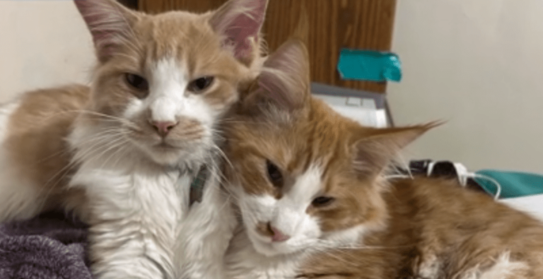 ‘They’re finally home’: Southeast Portland woman’s missing cats found ...