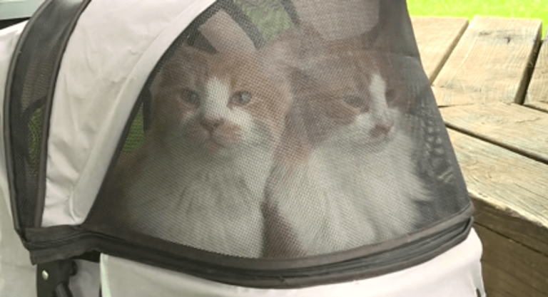 ‘They’re finally home’: Southeast Portland woman’s missing cats found ...
