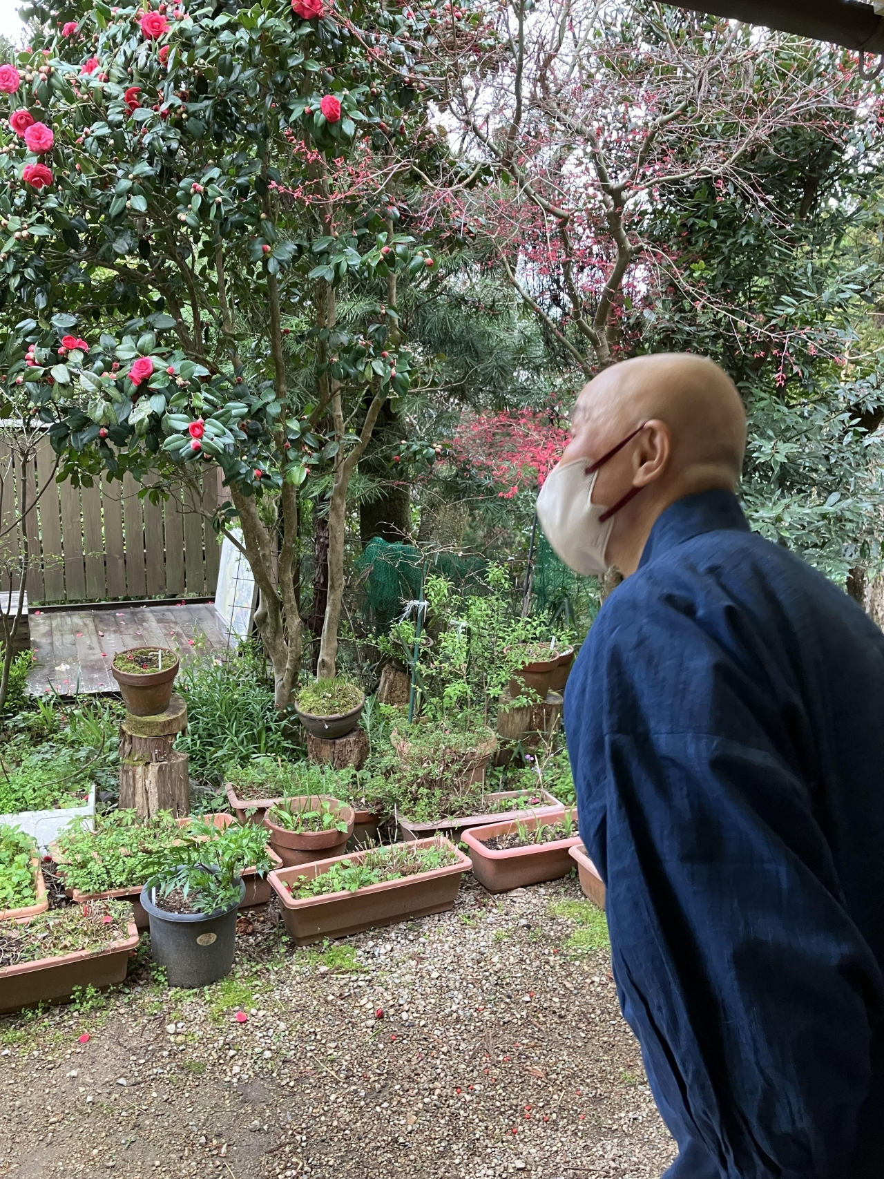 奈良県桜井市 音羽山観音寺後藤住職の花だより - 春の花が次々と咲き始める観音寺