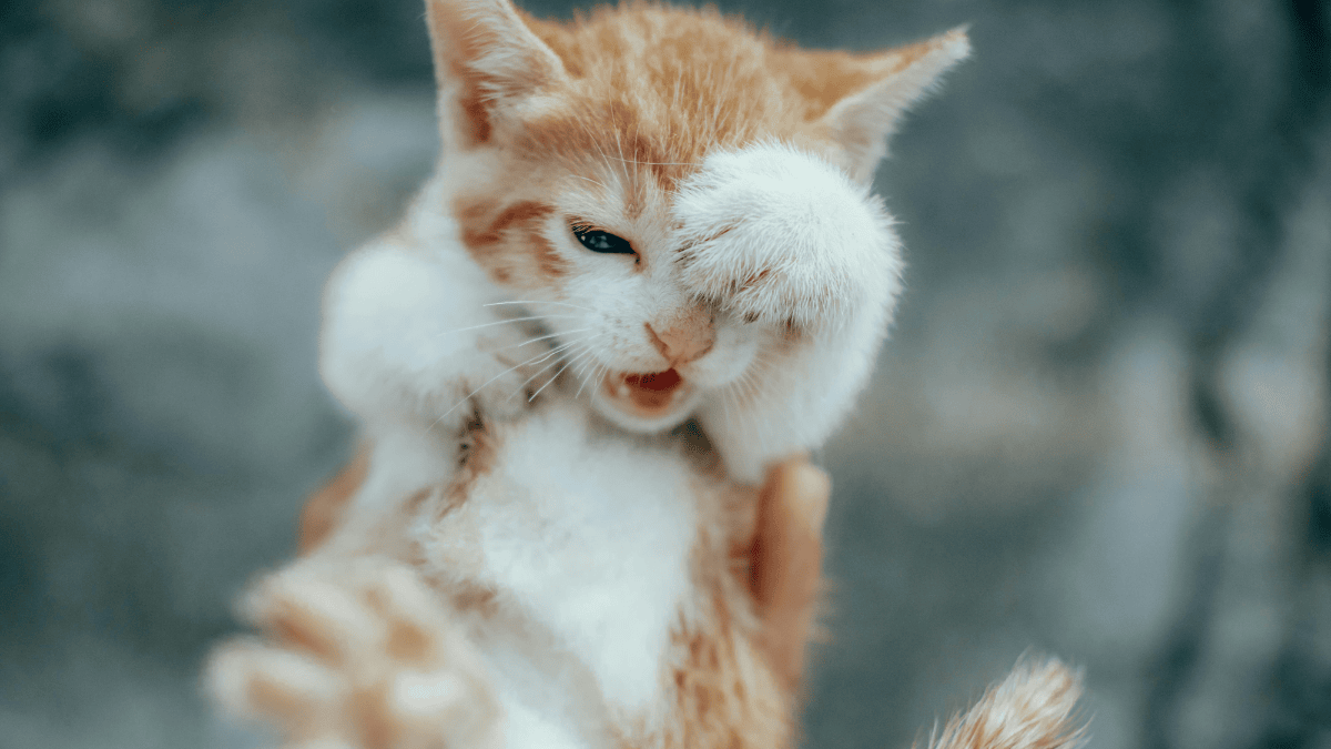 10 warning signs your cat may be stressed (and how to help)