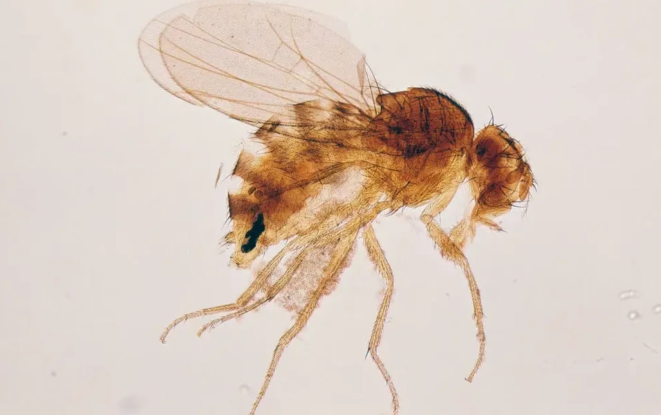 Insect brain 'turbo boost' may transform AI and robotics