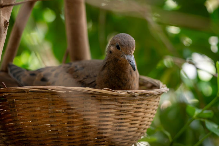 Photos: Endangered dove hatches at San Diego Zoo Safari Park