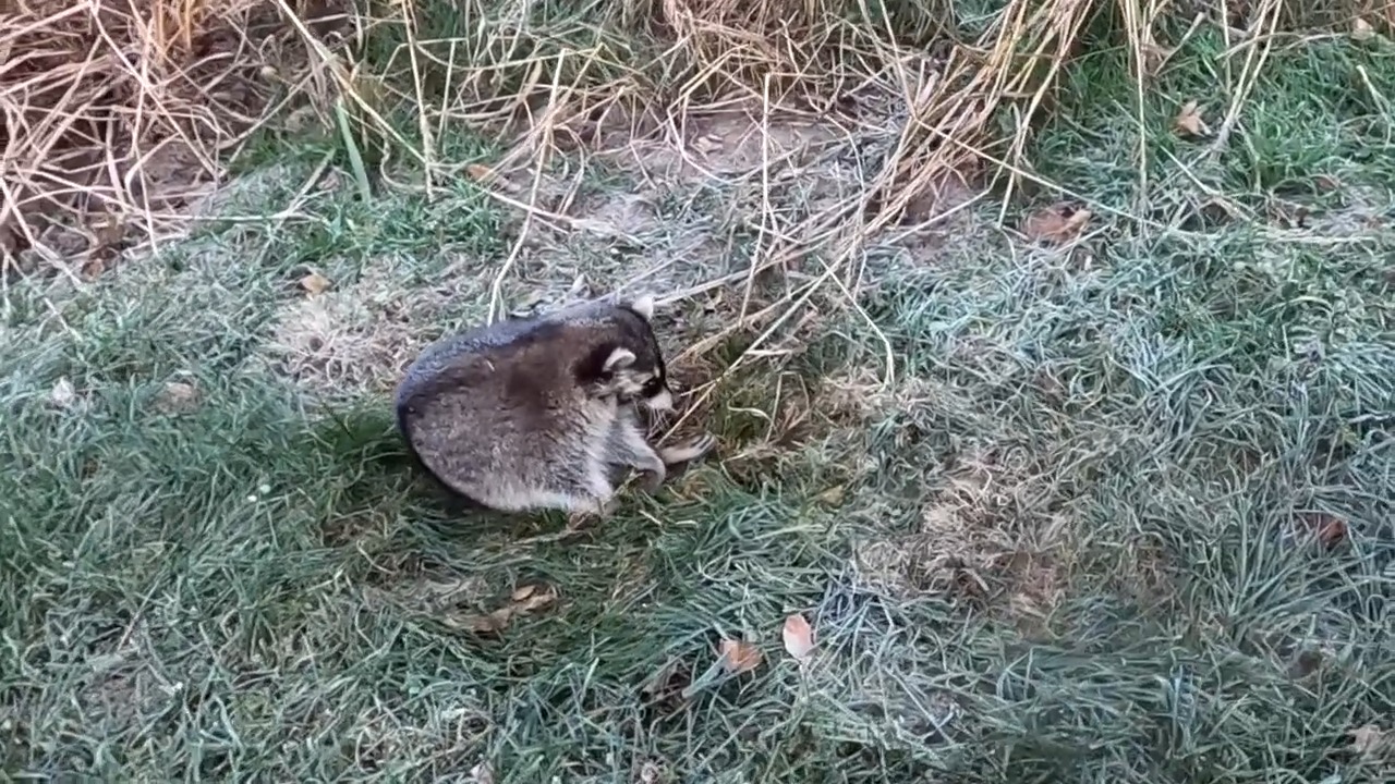 “It tried to stand up and fell over” - Man finds sick raccoon outside ...