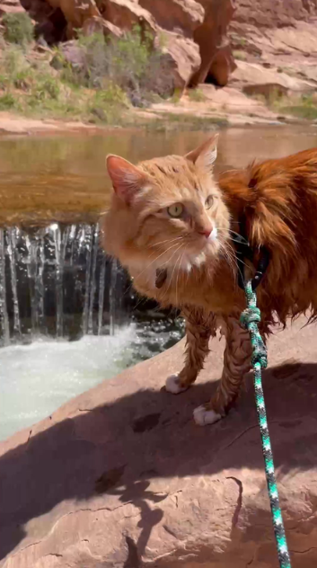 Adventure cat loves water in desert escape