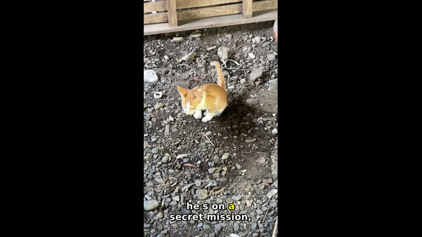 Puppy helps dig for kitten in heartwarming Davao moment
