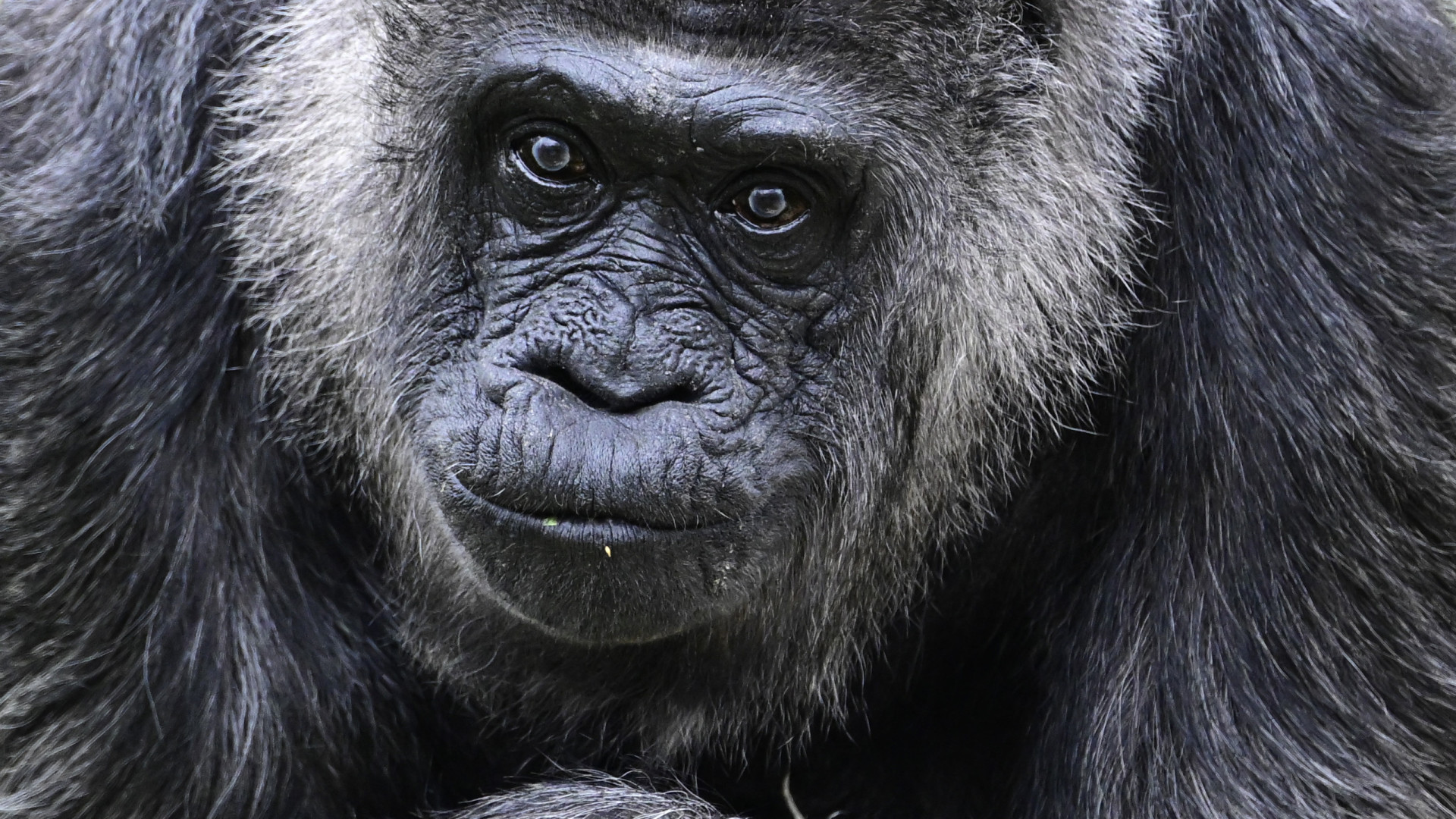 The most powerful animals in the world