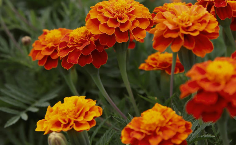 Can Genda Phool be the next big protein source? New study on marigold ...