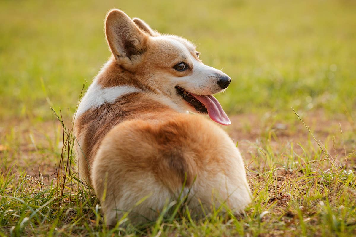 What your dog's gas reveals about their digestive health and when to ...
