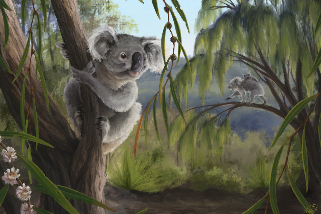 The lost koala: New fossil species was hiding in plain sight for 100 years