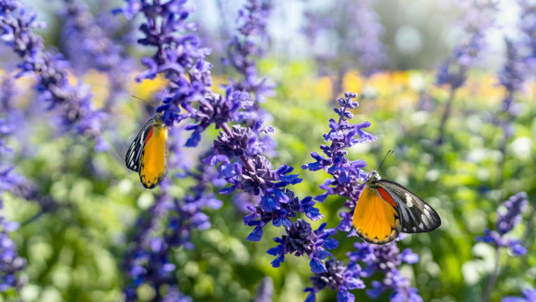 7 flower varieties that will attract butterflies to your garden