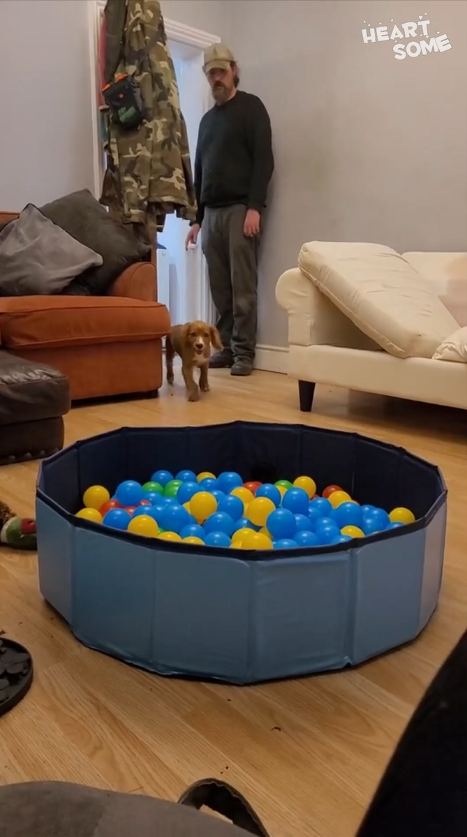 Dog Has Best Day Ever Ball Pit Pool Fun Moment