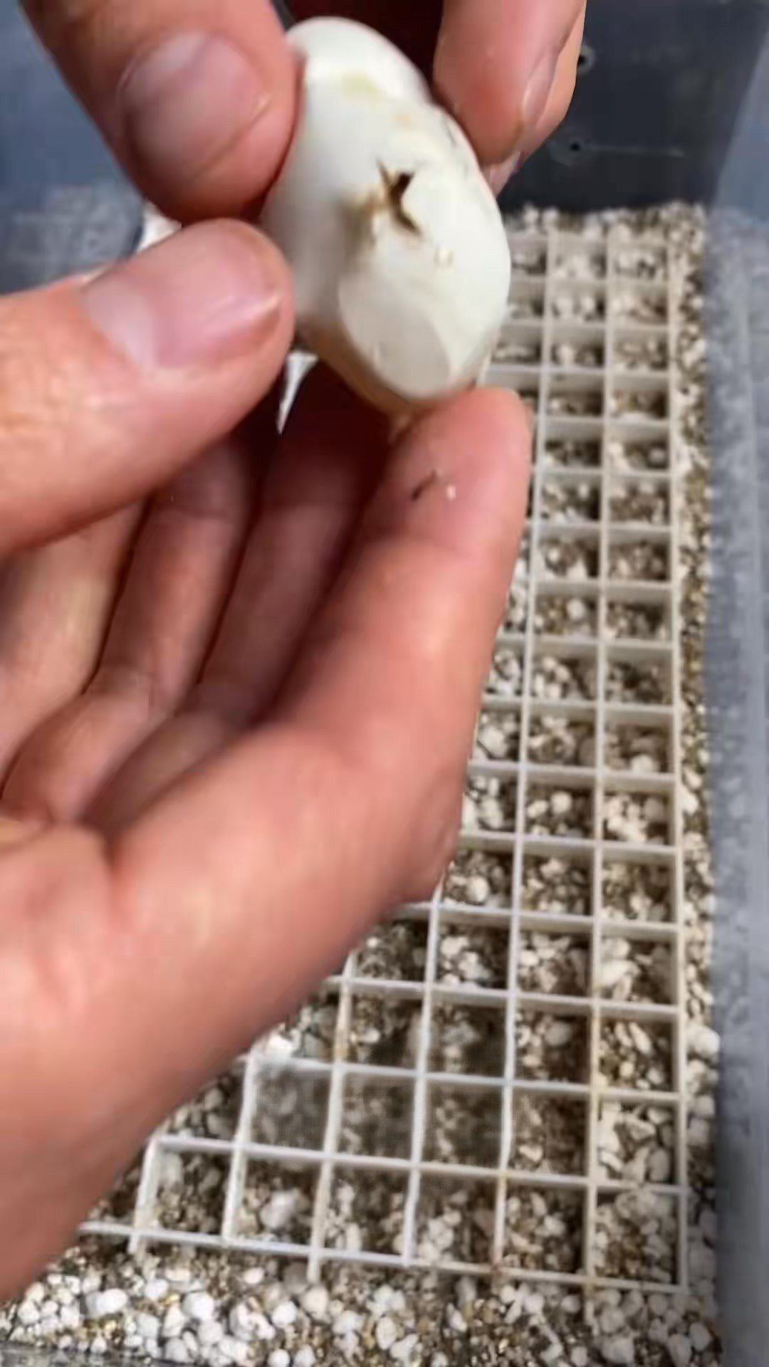 Checking the snake eggs