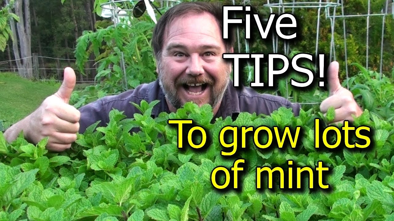 5 essential tips for growing mint in containers | Lush, flavorful mint ...
