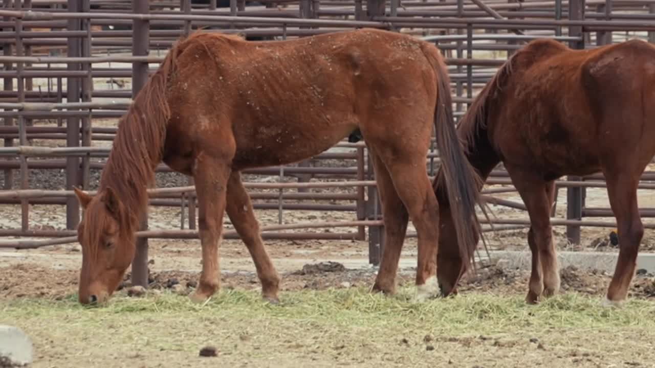 Gallatin County deputies arrest 2 people on animal cruelty charges in ...
