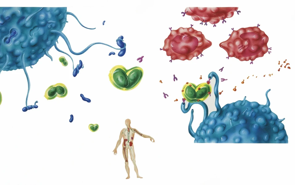 Scientists link appetite loss during illness to immune system strategy