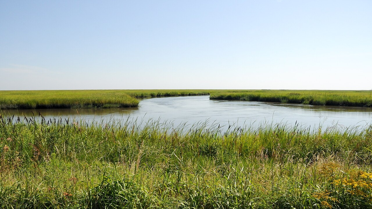 16,000 acres of salt marsh sit along Delaware Bay and most Americans ...