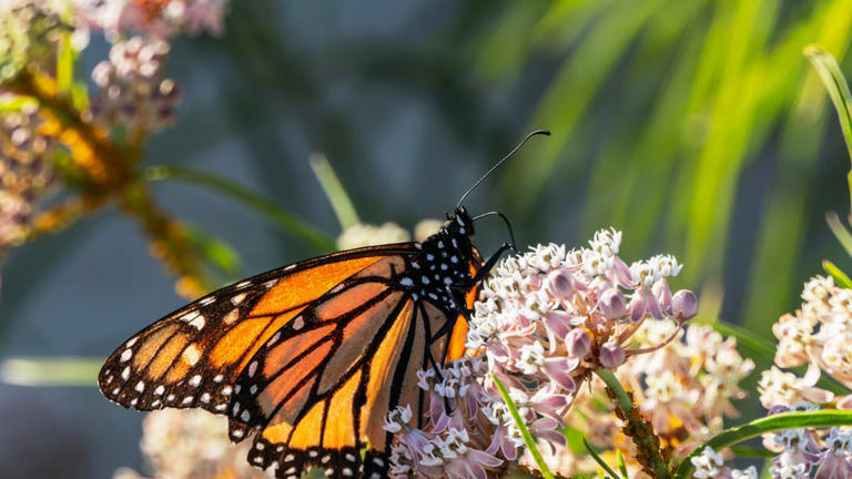 7 flower varieties that will attract butterflies to your garden