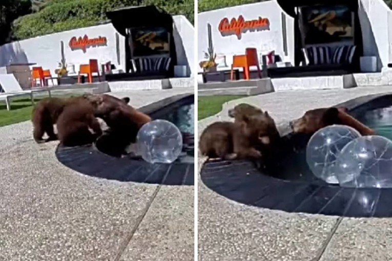 A mother bear gently coaxing her cubs into a swimming pool has melted ...