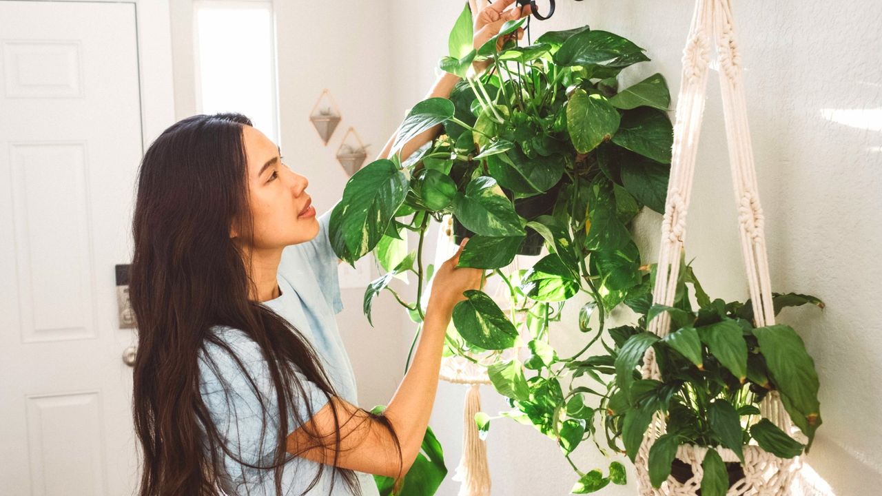 Have you tried the water wick plant propagation trick? It's ...