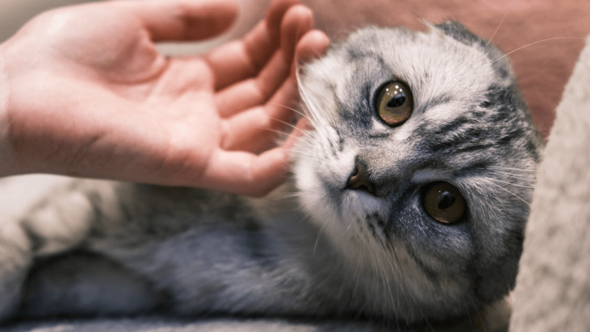 A common mistake can silently stress indoor cats, experts warn