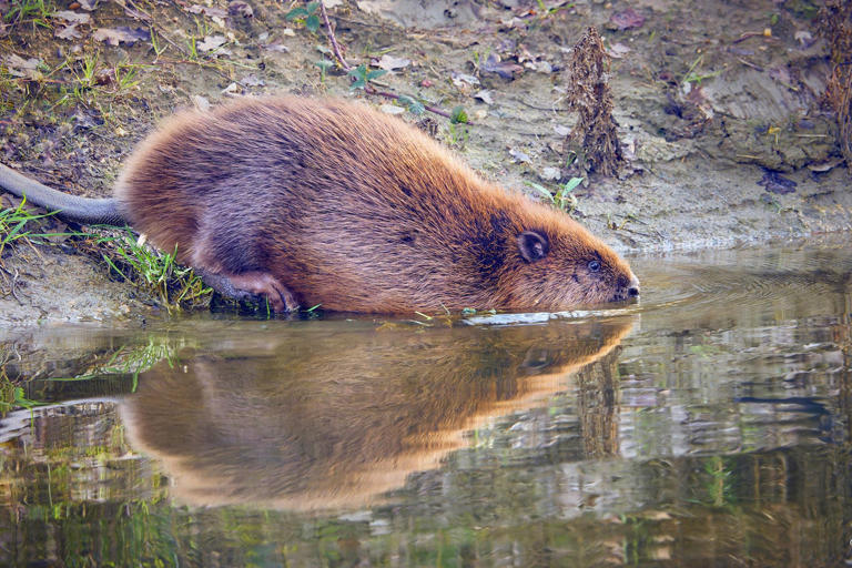 HOA wants to trap and kill beavers but residents are fiercely opposed